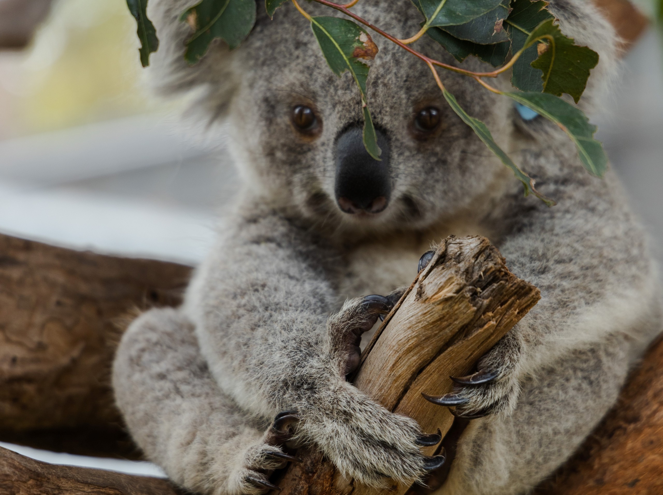 Saving the koala from extinction - TheVocalMinority